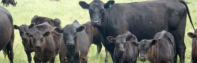 Black Angus Beef